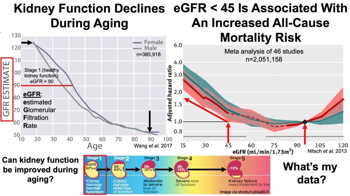 Kidney Function Declines During Aging-Can It Be Reversed? | Michael ...