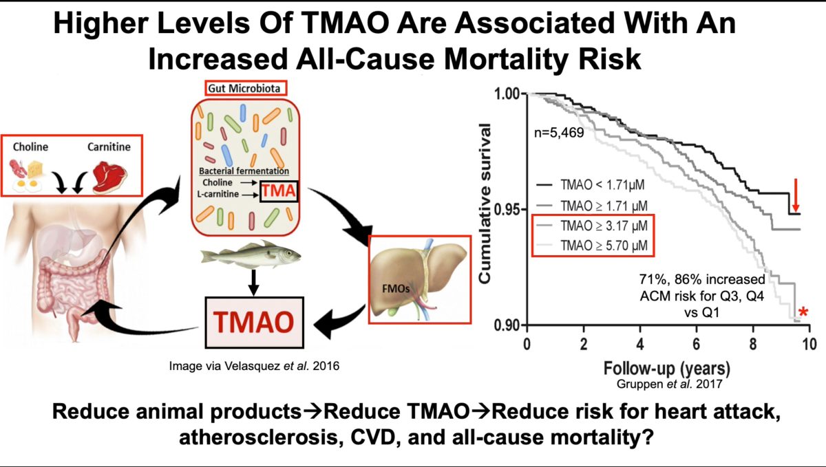 Kidney Function: The Missing Link In The TMAO-Health And Disease Story ...