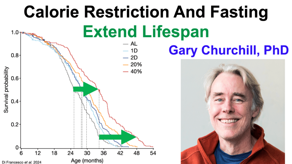Calorie Restriction And Fasting Extend Lifespan | Michael Lustgarten